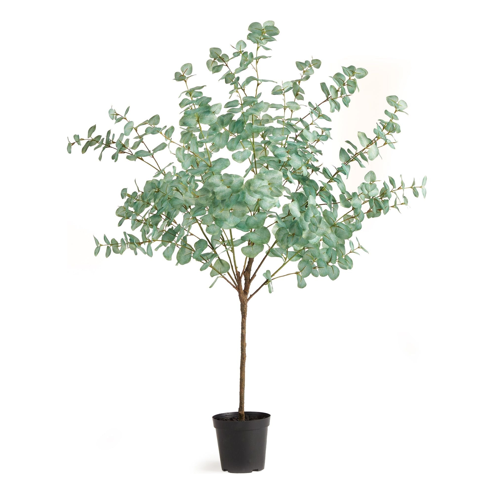 eucalyptus tree dropping branches